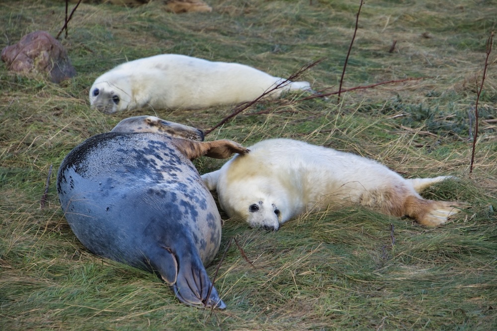 Rencontre avec les bébés phoques à St Abbs